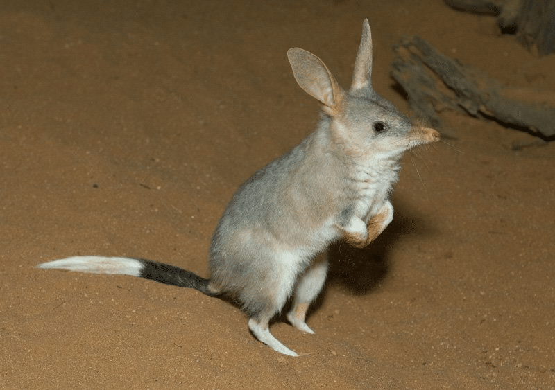 Be the Bilby: Australian Solar and Easter | Penrith Solar Centre
